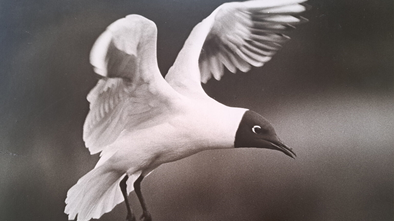 Tentoonstelling ‘Natuur in zwart-wit’ met fotografiewerk Peter Otten in ...